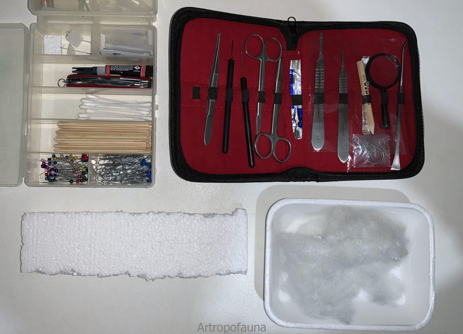 Disección de insectos – Artropofauna