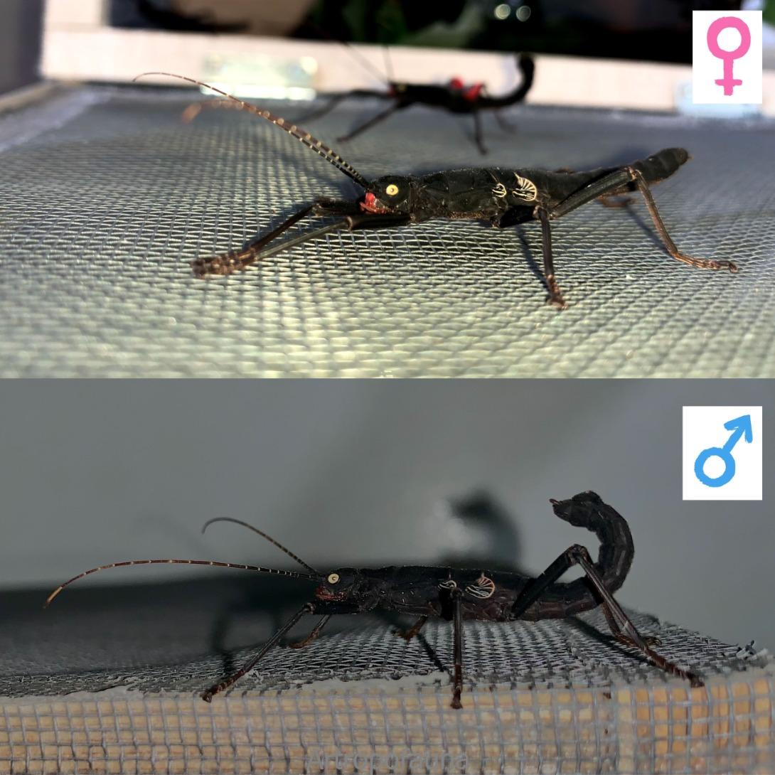 Peruphasma schultei «Cóndor» – Artropofauna