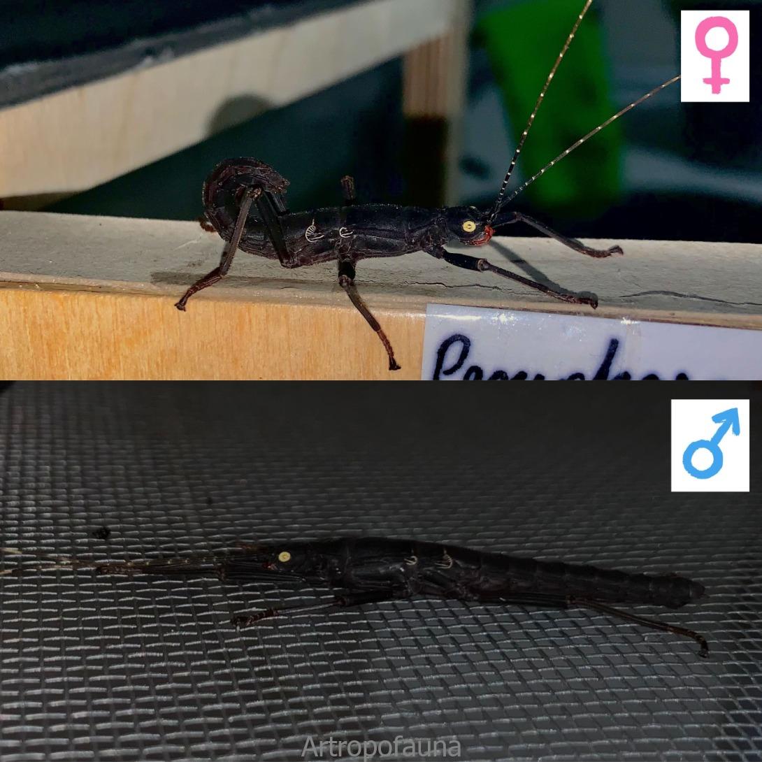 Peruphasma schultei «Cóndor» – Artropofauna